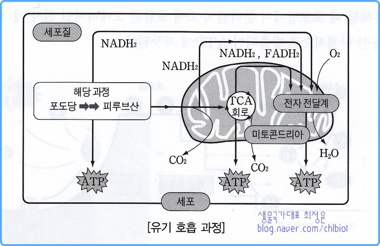 2011 대수능 생물 인강 스카이에듀 최정윤 생물2 06 유기호흡 3 유기 호흡 과정 네이버 블로그