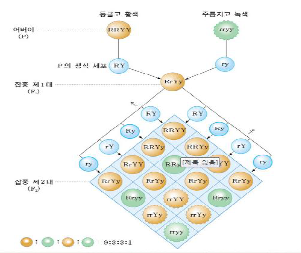 유전학 Exp3 초파리 교배실험 단성 반성 양성 초파리의 침샘염색체 관찰 네이버 블로그