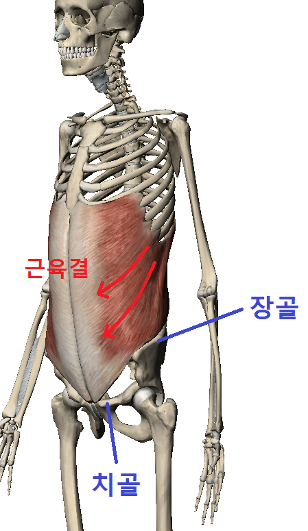 복근의 종류와 기능외복사근 내복사근 복횡근 복직근 네이버 블로그