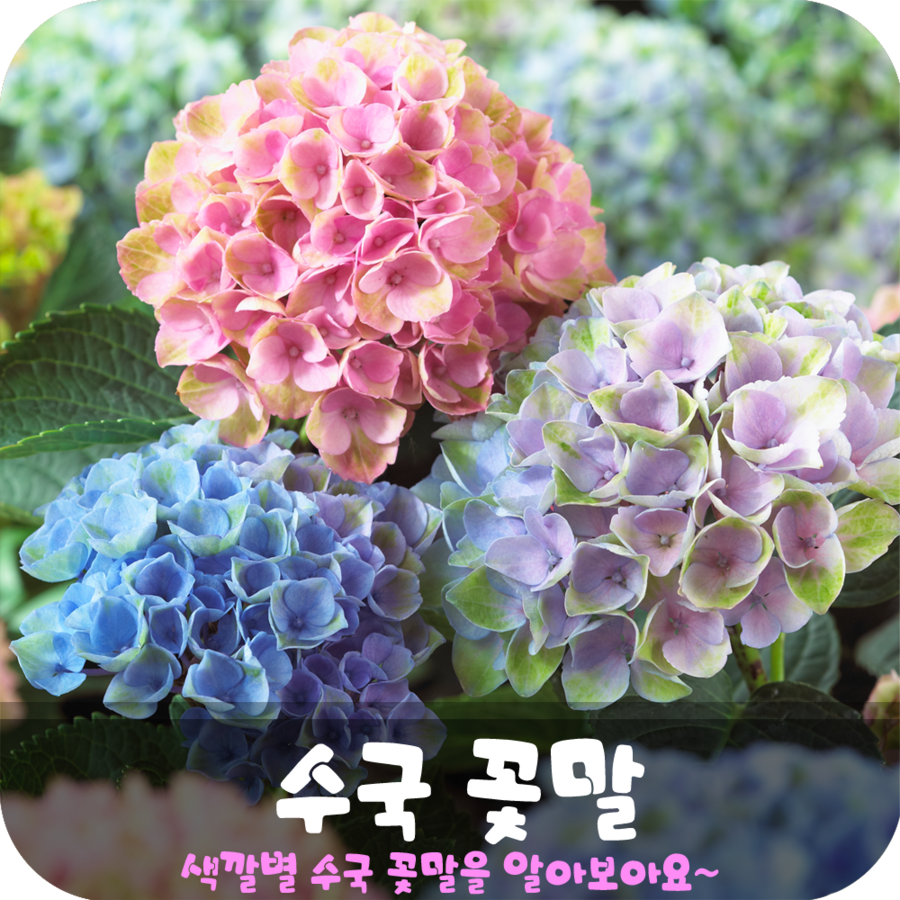 수국 꽃말 색깔별 정리 흰색 분홍 파란 수국까지 네이버 블로그