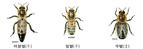 여왕벌의 일생과 하는일 네이버 블로그
