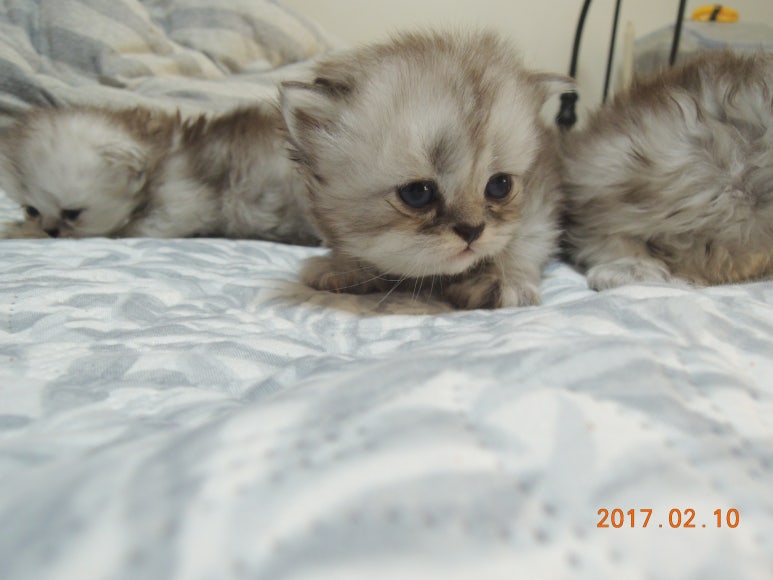 페르시안친칠라 새끼고양이 가정분양 네이버 블로그