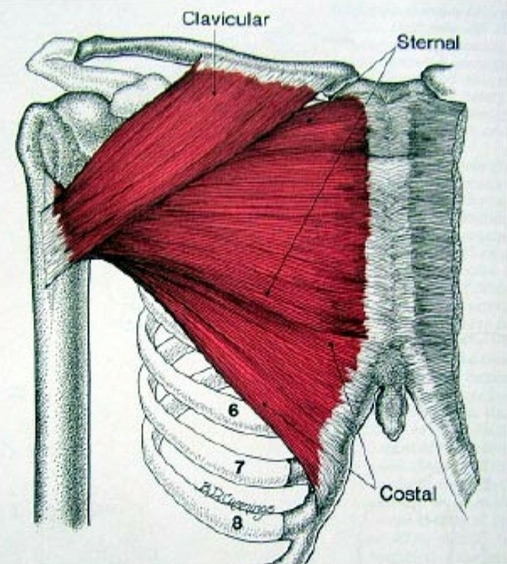 대흉근pectoralis Major 큰가슴근 대흉근 해부학가슴운동 가슴스트레칭 가슴통증 팔통증 팔저림 네이버 블로그