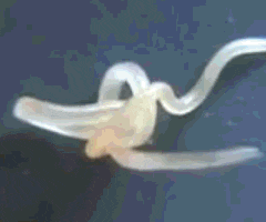 Parasites(기생충)에 대하여.. : 네이버 블로그