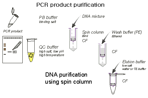미생물 동정 실험 (1) ; PCR, Gel electrophoresis, PCR product purification ...