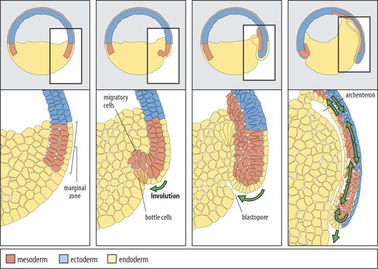 [발생생물학] 개구리의 낭배 형성(Gastrulation of Xenopus) : 네이버 블로그