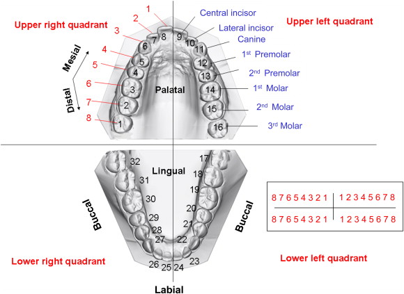[치아방향관계된용어]buccal, lingual, labial,palatal, distal, mesial : 네이버 블로그