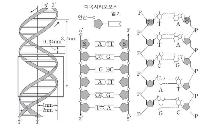 DNA 구조 설명 정리 : 네이버 블로그