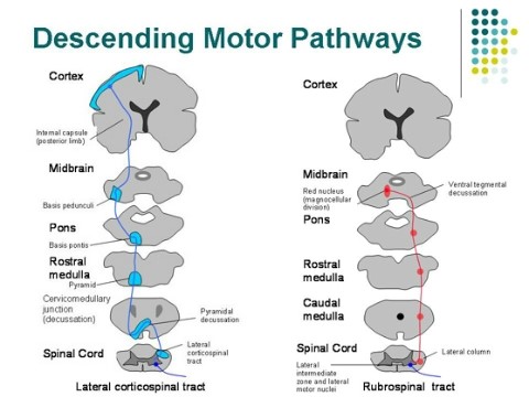 Diagram Of Motor Pathway Motor System Pathways For Students