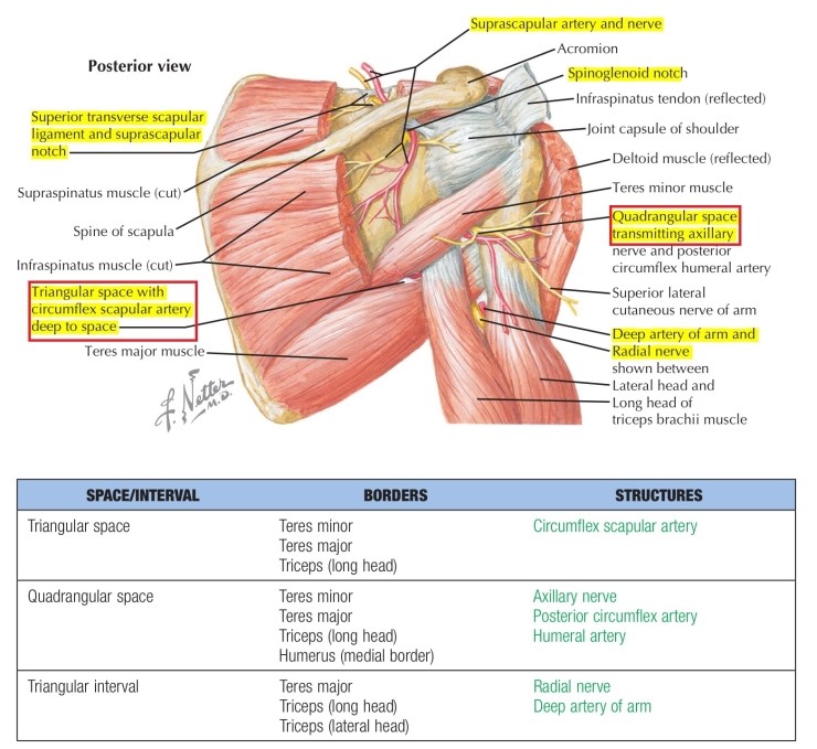 액와신경 포착(axillary nerve entrapment) : 네이버 블로그