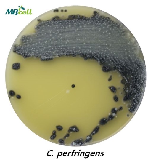 미생물배지 - TSC (Tryptose-Sulfite-Cycloserine) Agar MB-T2280 : 네이버 블로그