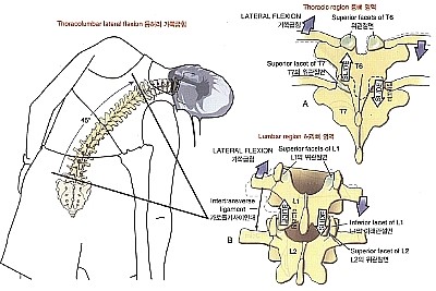 thoracic facet joint movement 흉추 움직임 facet 각도 : 네이버 블로그