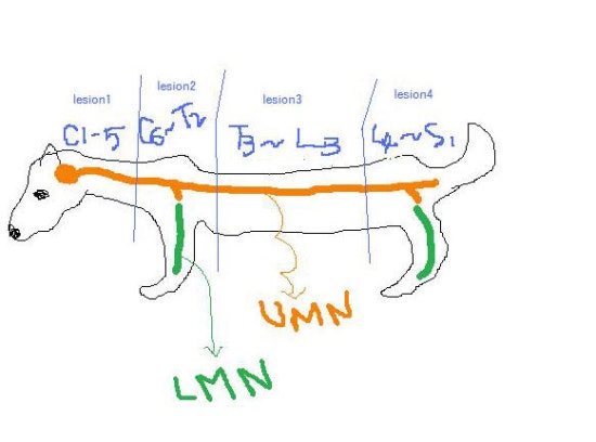 UMN/LMN : 네이버 블로그